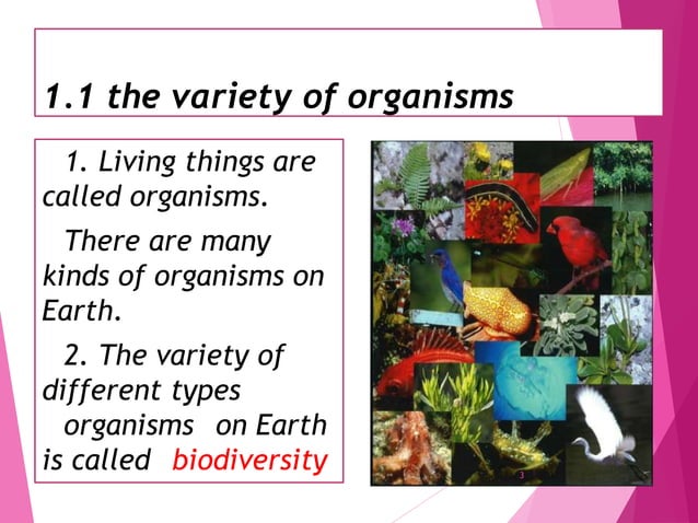 CHAPTER 1 BIODIVERSITY SCIENCE DLP FORM 2.pptx