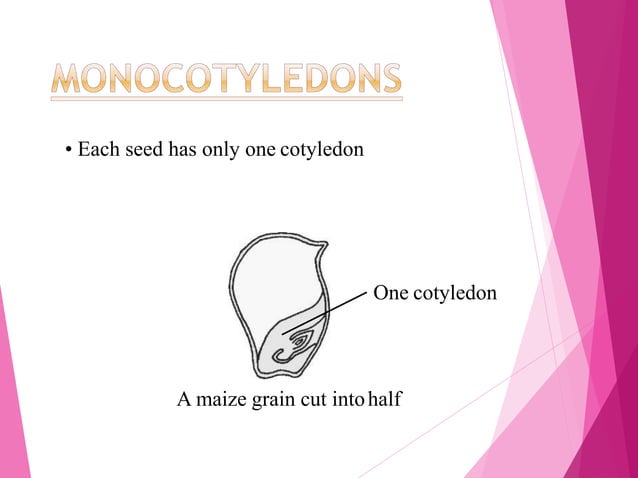 CHAPTER 1 BIODIVERSITY SCIENCE DLP FORM 2.pptx