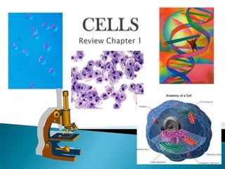 Chapter 1 cell review | PPTX