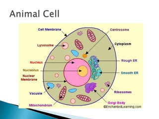 Chapter 1 cell review | PPTX
