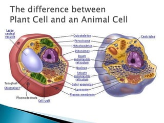 Chapter 1 cell review | PPTX