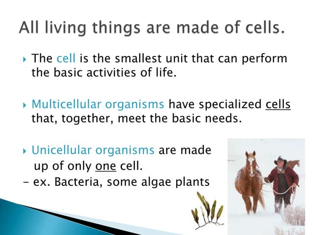 Chapter 1 cell review | PPTX | Biological Sciences | Science