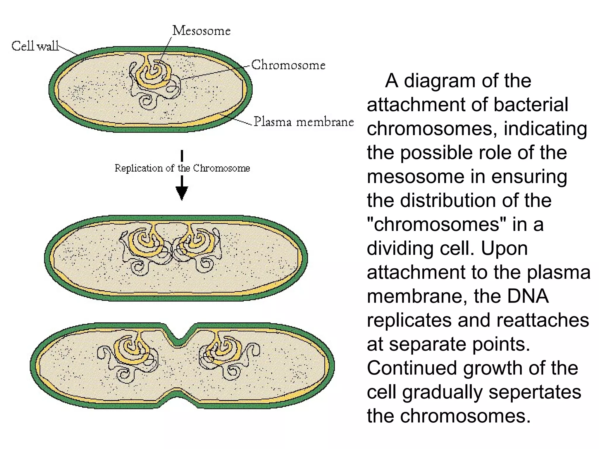 Chapter1 cell structure of bacteria | PPT
