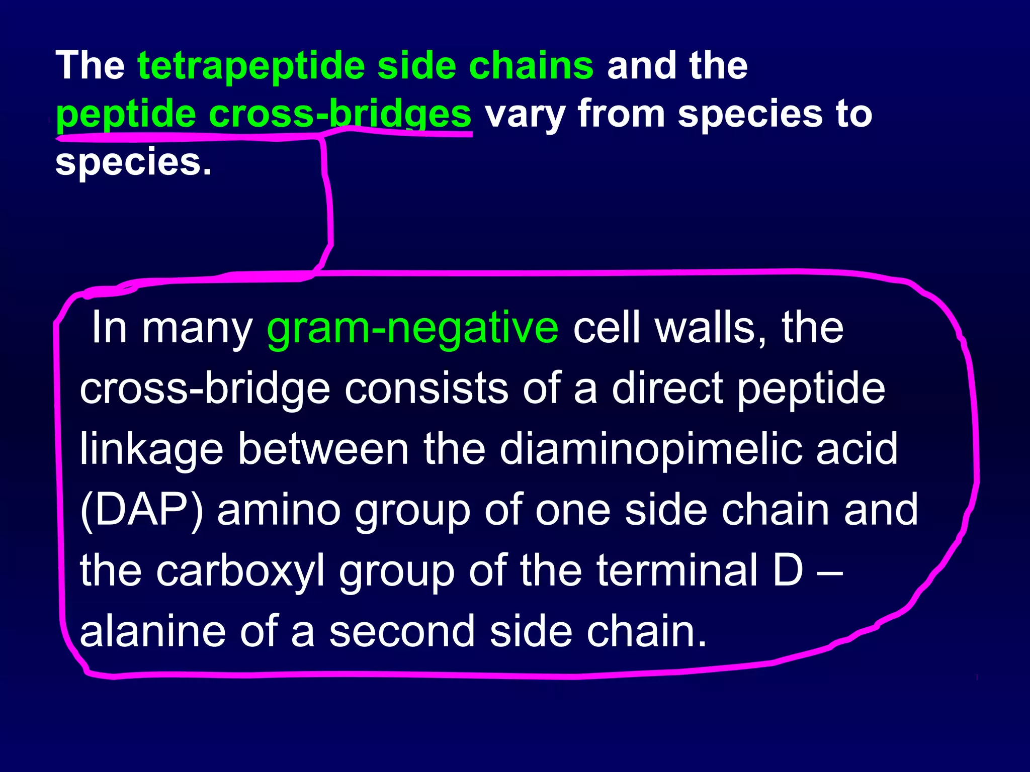 Chapter1 cell structure of bacteria | PPT