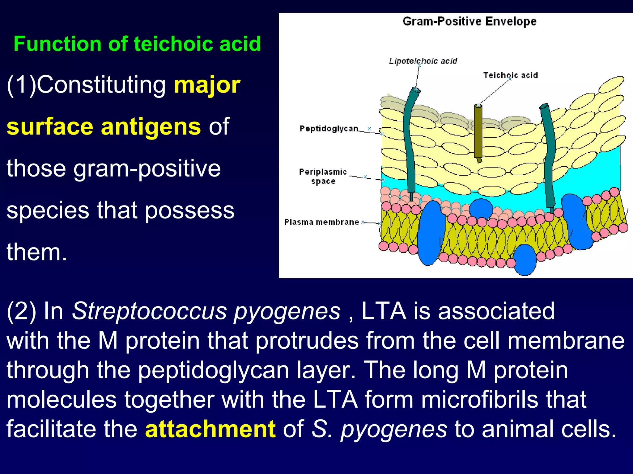 Chapter1 cell structure of bacteria | PPT