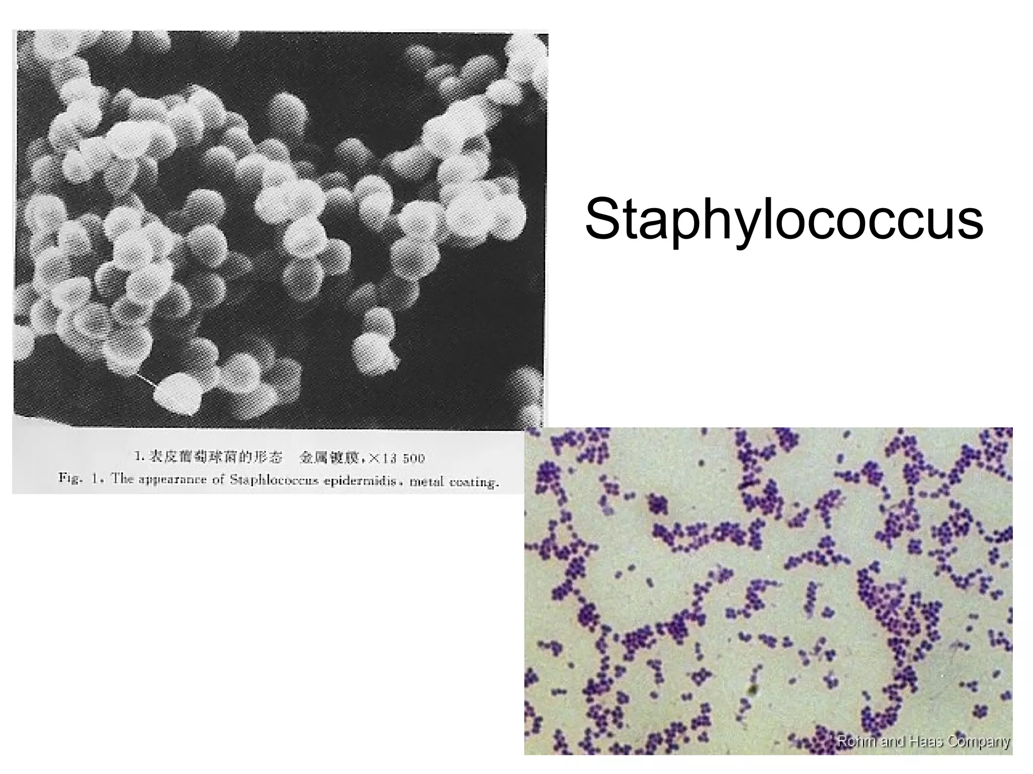 Chapter1 cell structure of bacteria | PPT