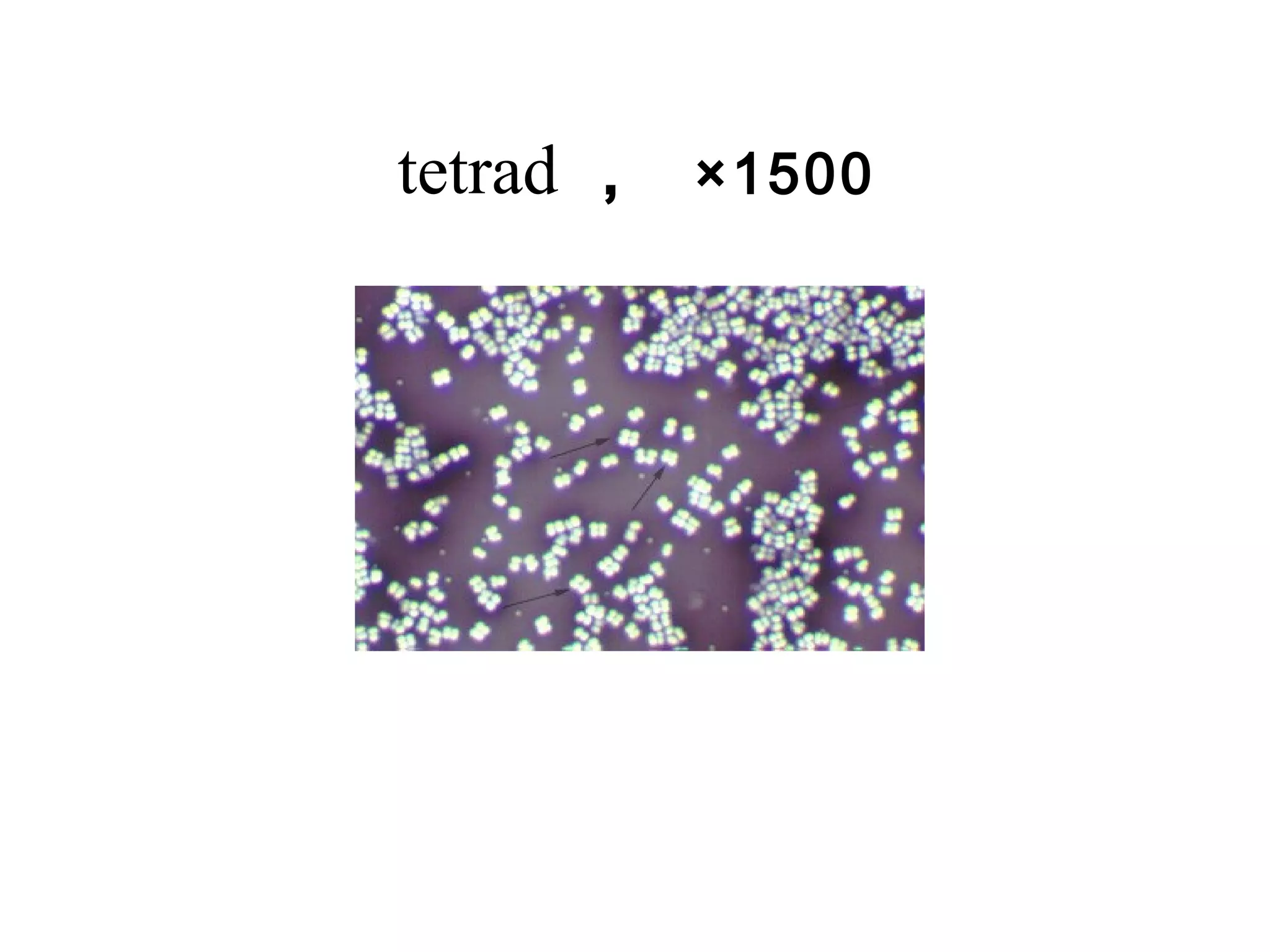 Chapter1 cell structure of bacteria | PPT