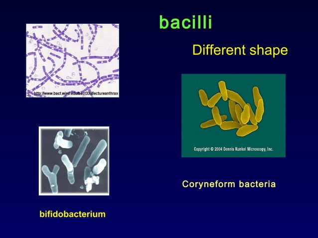 Chapter1 cell structure of bacteria | PPT | Biological Sciences | Science