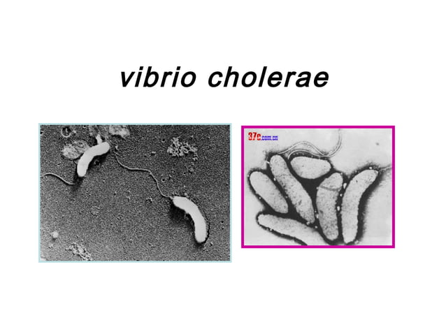 Chapter1 cell structure of bacteria | PPT | Biological Sciences | Science