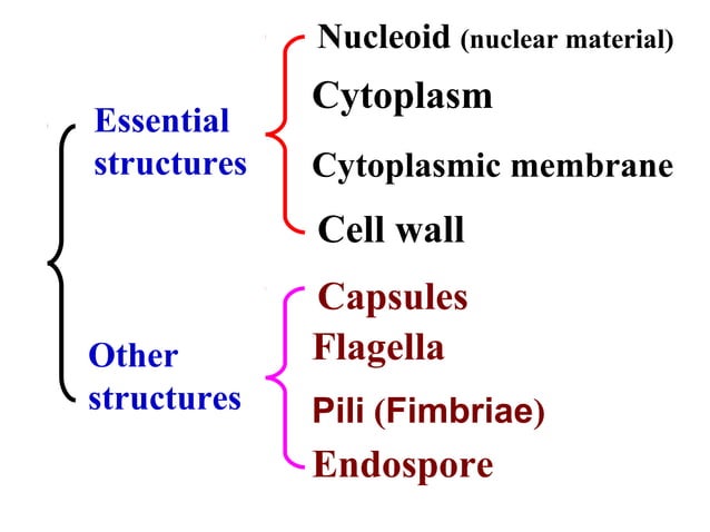 Chapter1 cell structure of bacteria | PPT | Biological Sciences | Science