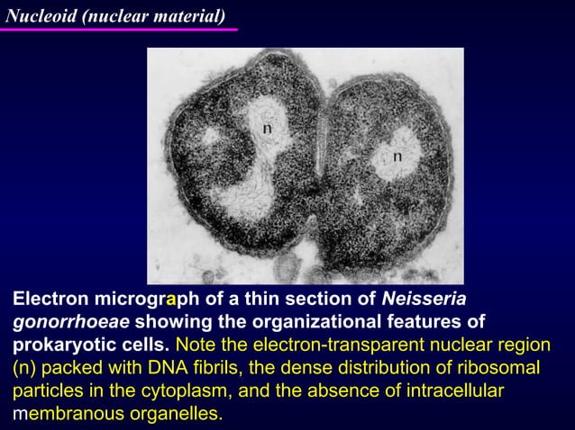 Chapter1 cell structure of bacteria | PPT | Biological Sciences | Science