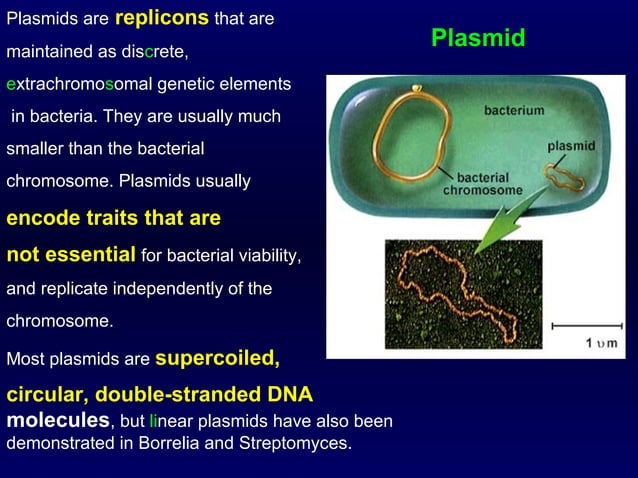 Chapter1 cell structure of bacteria | PPT | Biological Sciences | Science