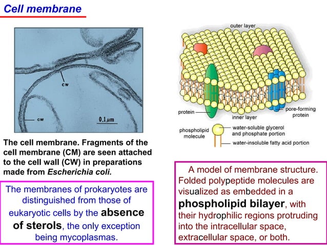 Chapter1 cell structure of bacteria | PPT | Biological Sciences | Science