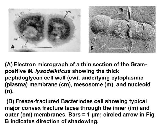 Chapter1 cell structure of bacteria | PPT | Biological Sciences | Science