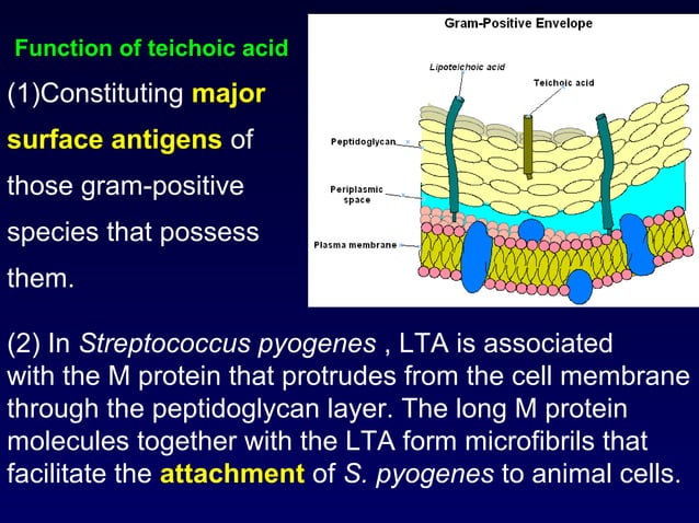 Chapter1 cell structure of bacteria | PPT | Biological Sciences | Science