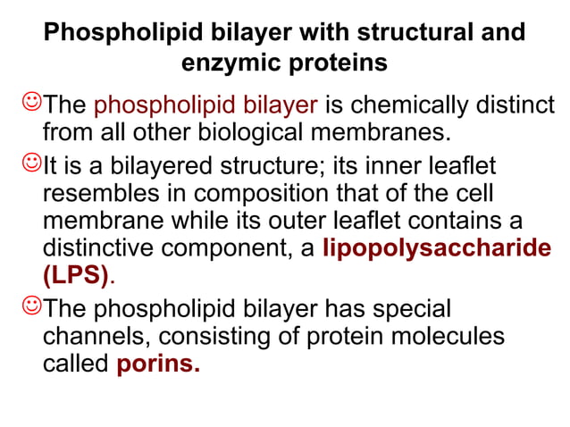 Chapter1 cell structure of bacteria | PPT | Biological Sciences | Science