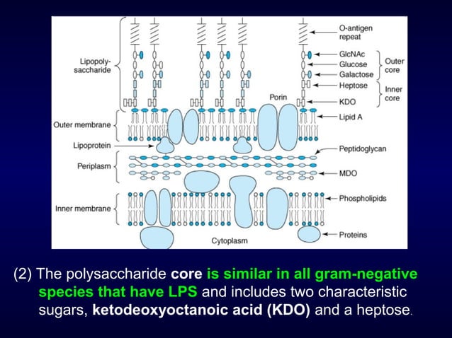 Chapter1 cell structure of bacteria | PPT | Biological Sciences | Science