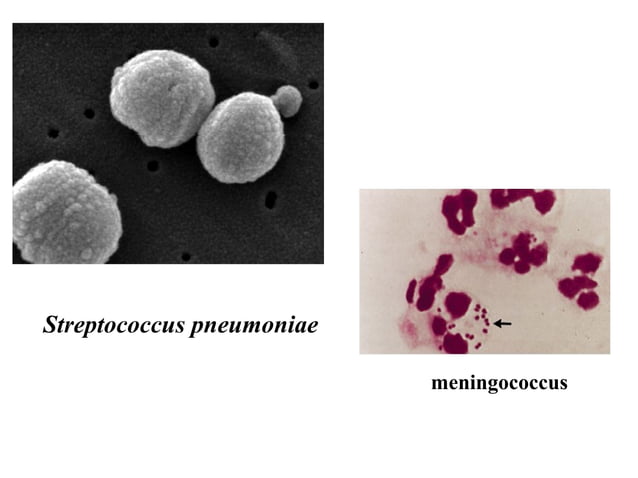 Chapter1 cell structure of bacteria | PPT | Biological Sciences | Science