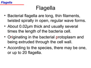 Chapter1 cell structure of bacteria | PPT
