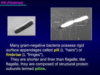 Chapter1 cell structure of bacteria | PPT