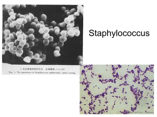 Chapter1 cell structure of bacteria | PPT | Biological Sciences | Science