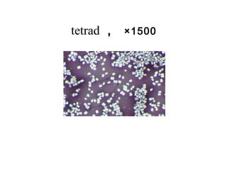 Chapter1 cell structure of bacteria | PPT