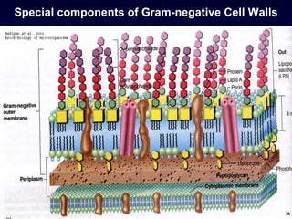 Chapter1 cell structure of bacteria | PPT