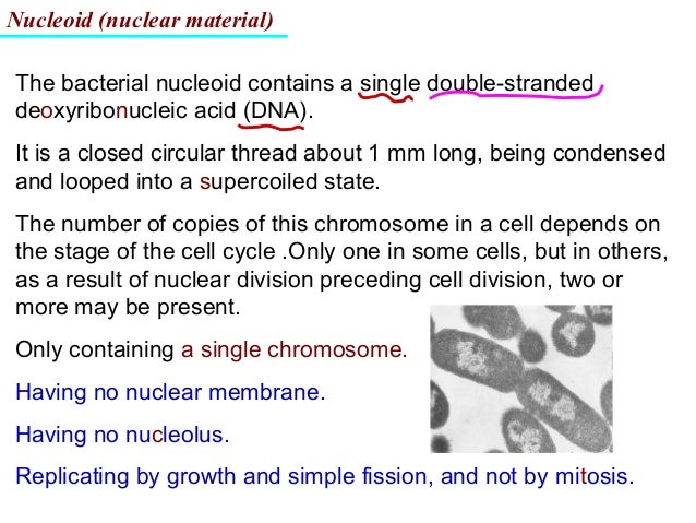 biology cell structure and function notes