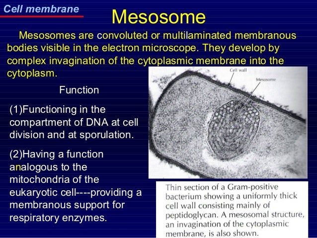 Chapter1 cell structure of bacteria