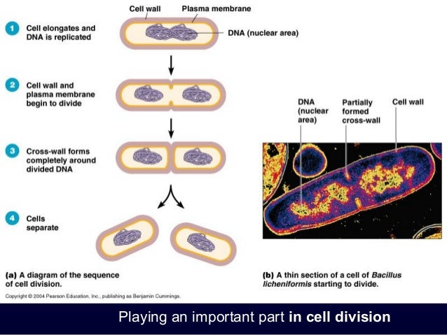 Chapter1 cell structure of bacteria