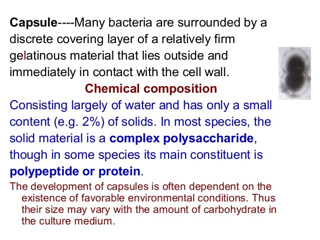 Chapter1 cell structure of bacteria