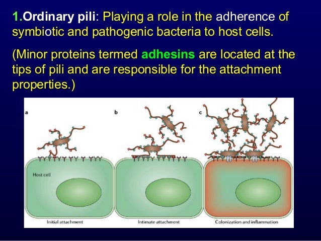 Chapter1 cell structure of bacteria