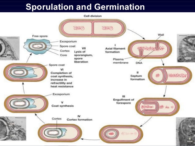 Chapter1 cell structure of bacteria