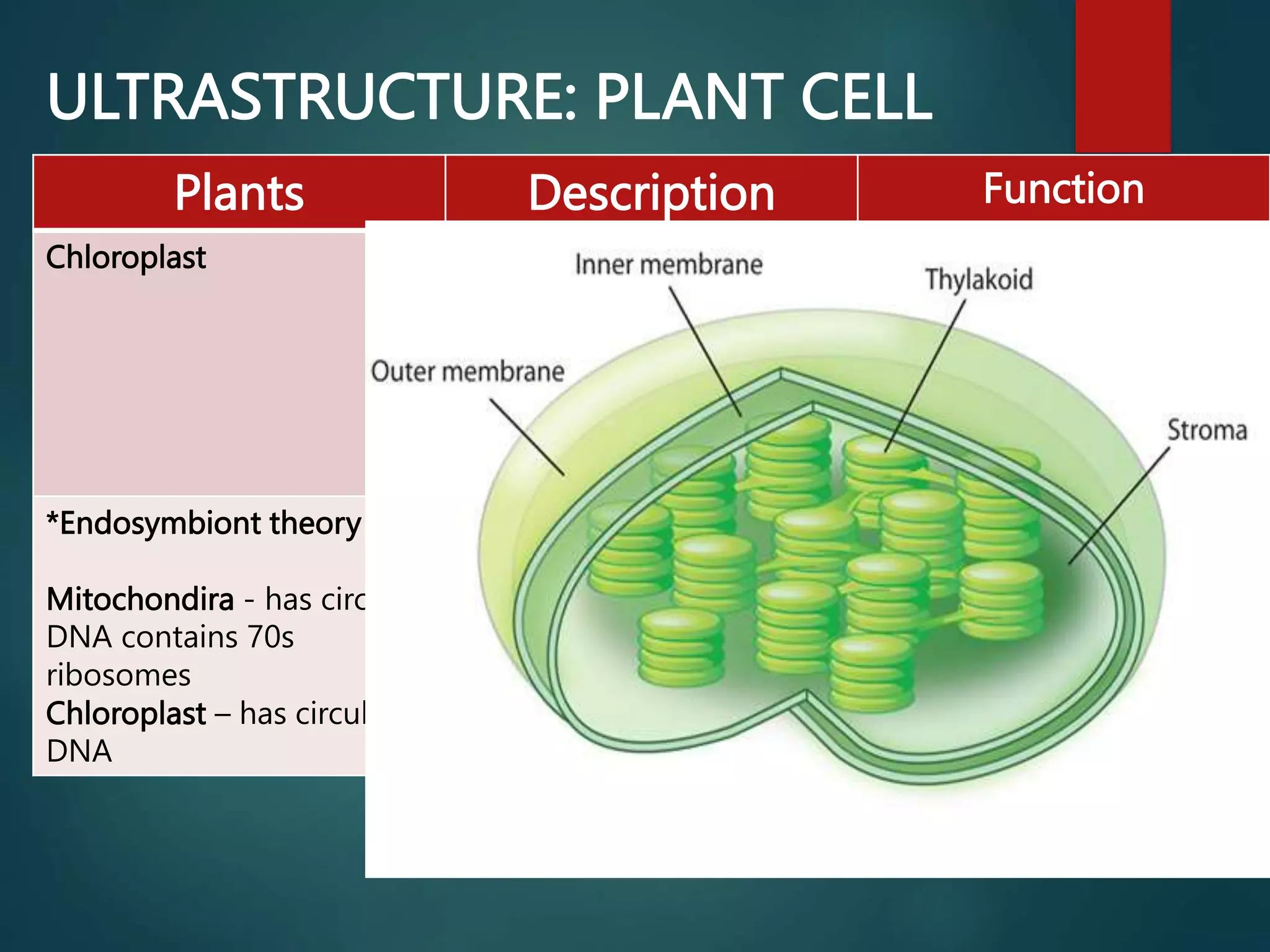Chapter 1 Cell structures.pptx