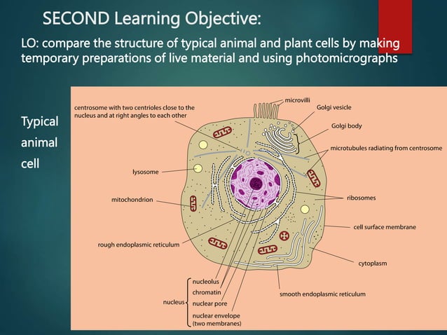 Chapter 1 Cell structures.pptx