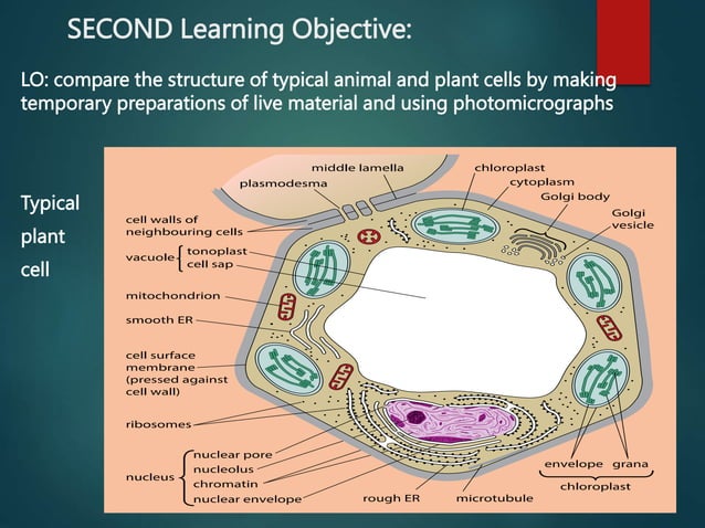Chapter 1 Cell structures.pptx