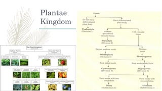 Chapter 1 Characteristics and Classification of Organisms.pptx