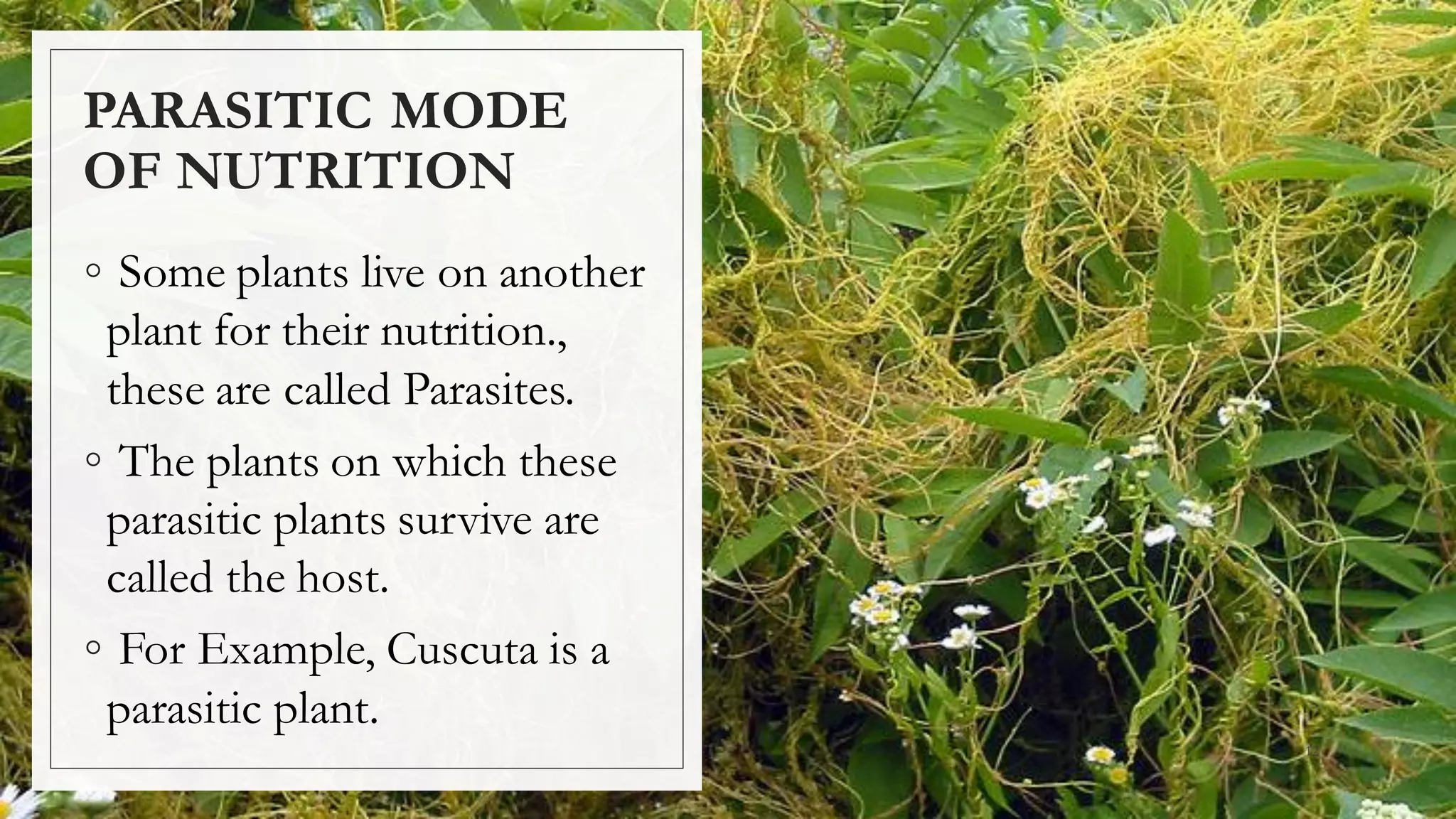 Chapter - 1, Nutrition in Plants, Science, Class 7 | PDF