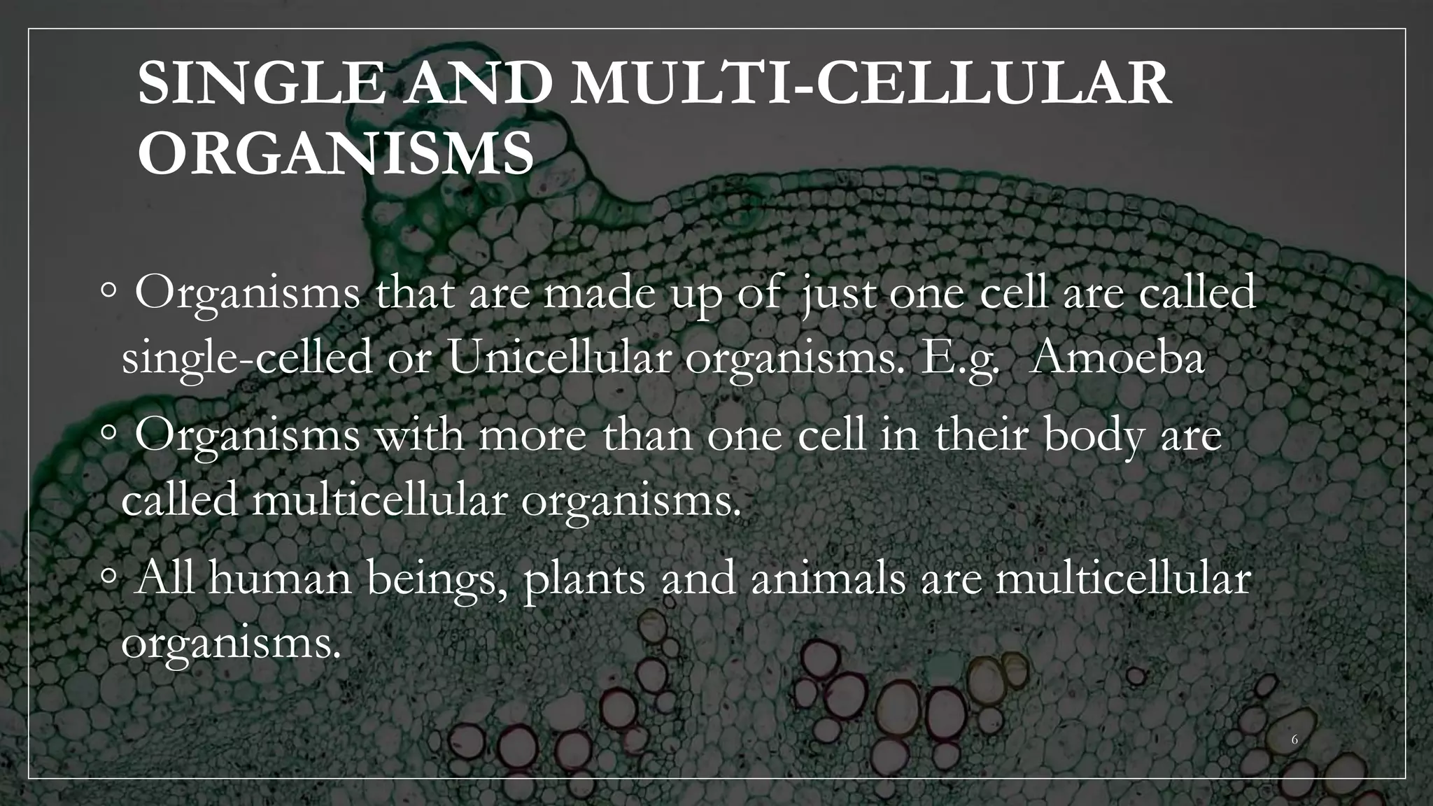 Chapter - 1, Nutrition in Plants, Science, Class 7 | PDF