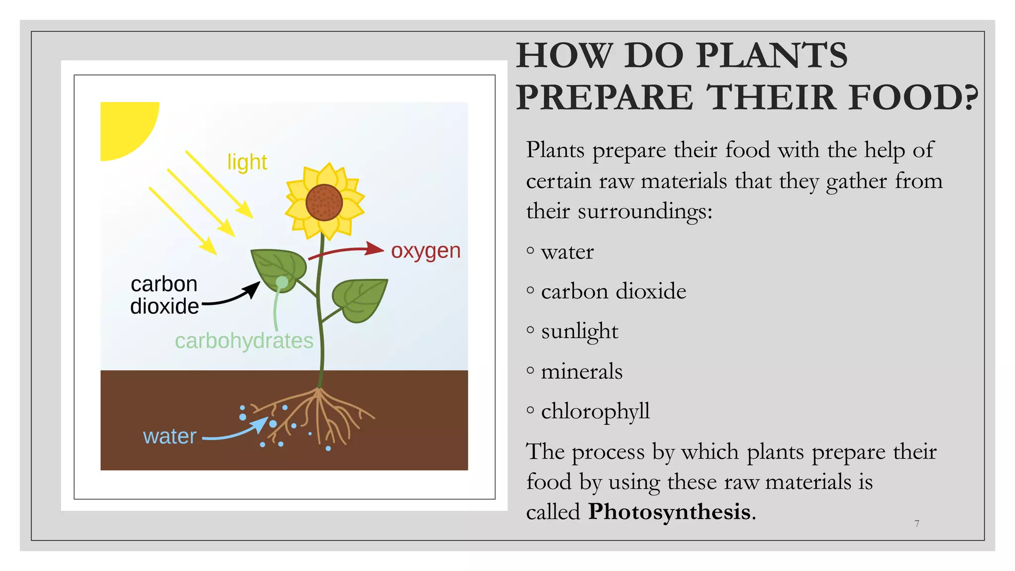 Chapter - 1, Nutrition in Plants, Science, Class 7 | PDF