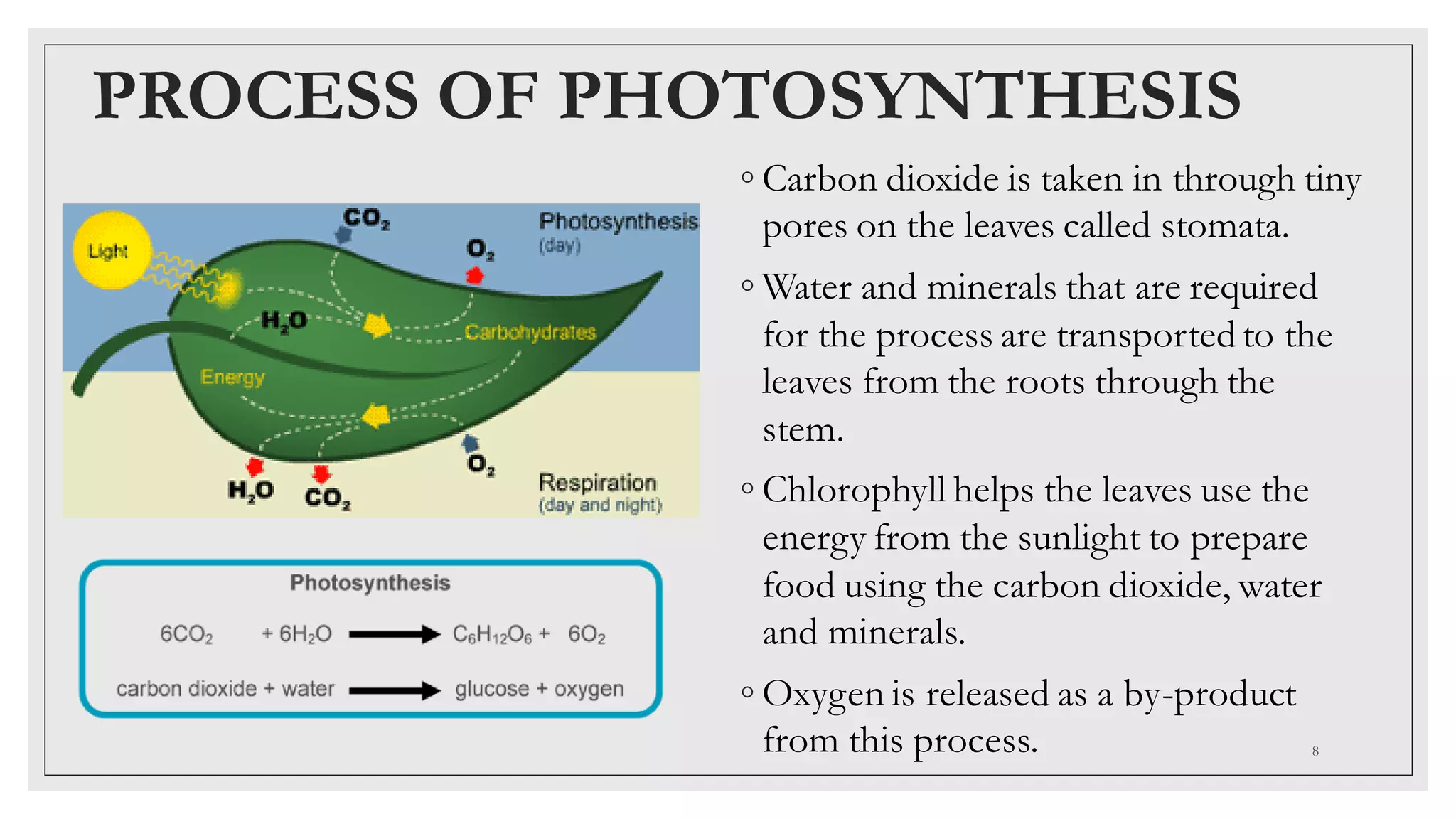 Chapter - 1, Nutrition in Plants, Science, Class 7 | PDF