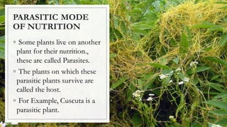 Chapter - 1, Nutrition in Plants, Science, Class 7 | PDF