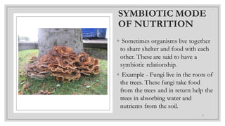 Chapter - 1, Nutrition in Plants, Science, Class 7 | PDF