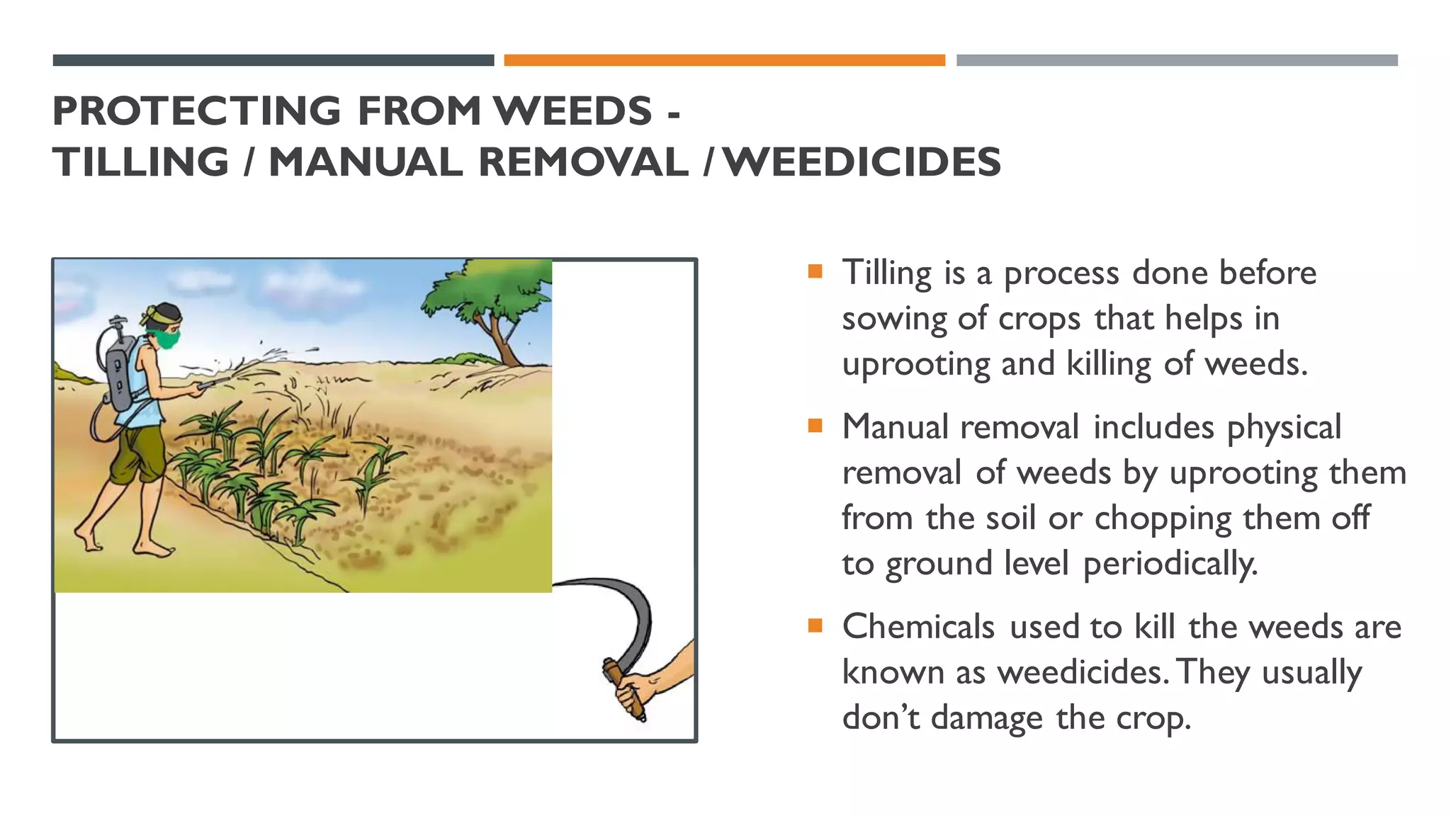 Chapter - 1, Crop Production and Management, Science, Class 8 | PDF