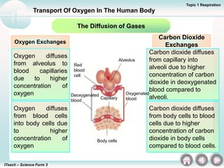 Chapter 1 dwi | PPTX | Lung and Respiratory Health | Diseases and ...