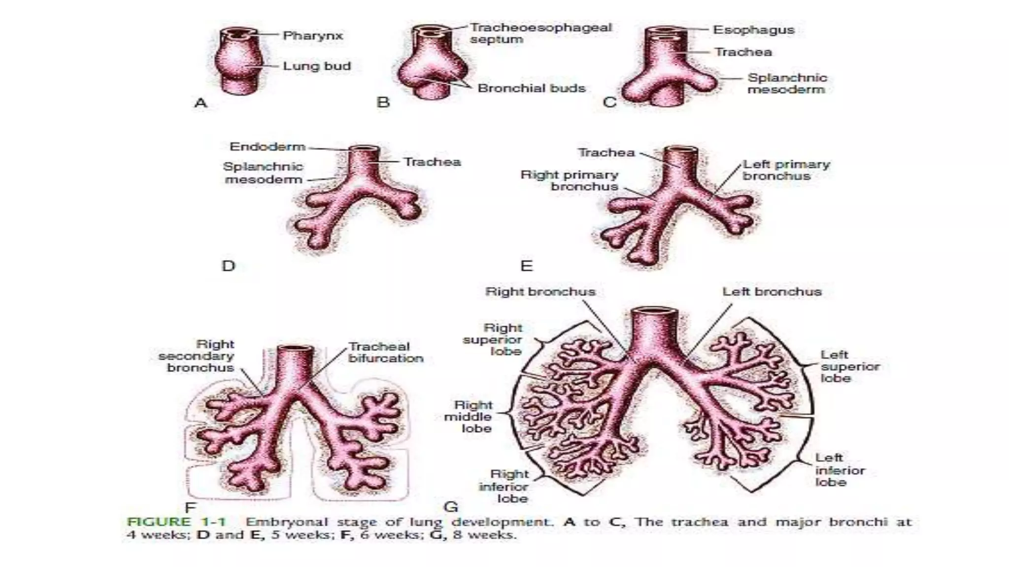 Chapter 1 fetal lung development | PPTX
