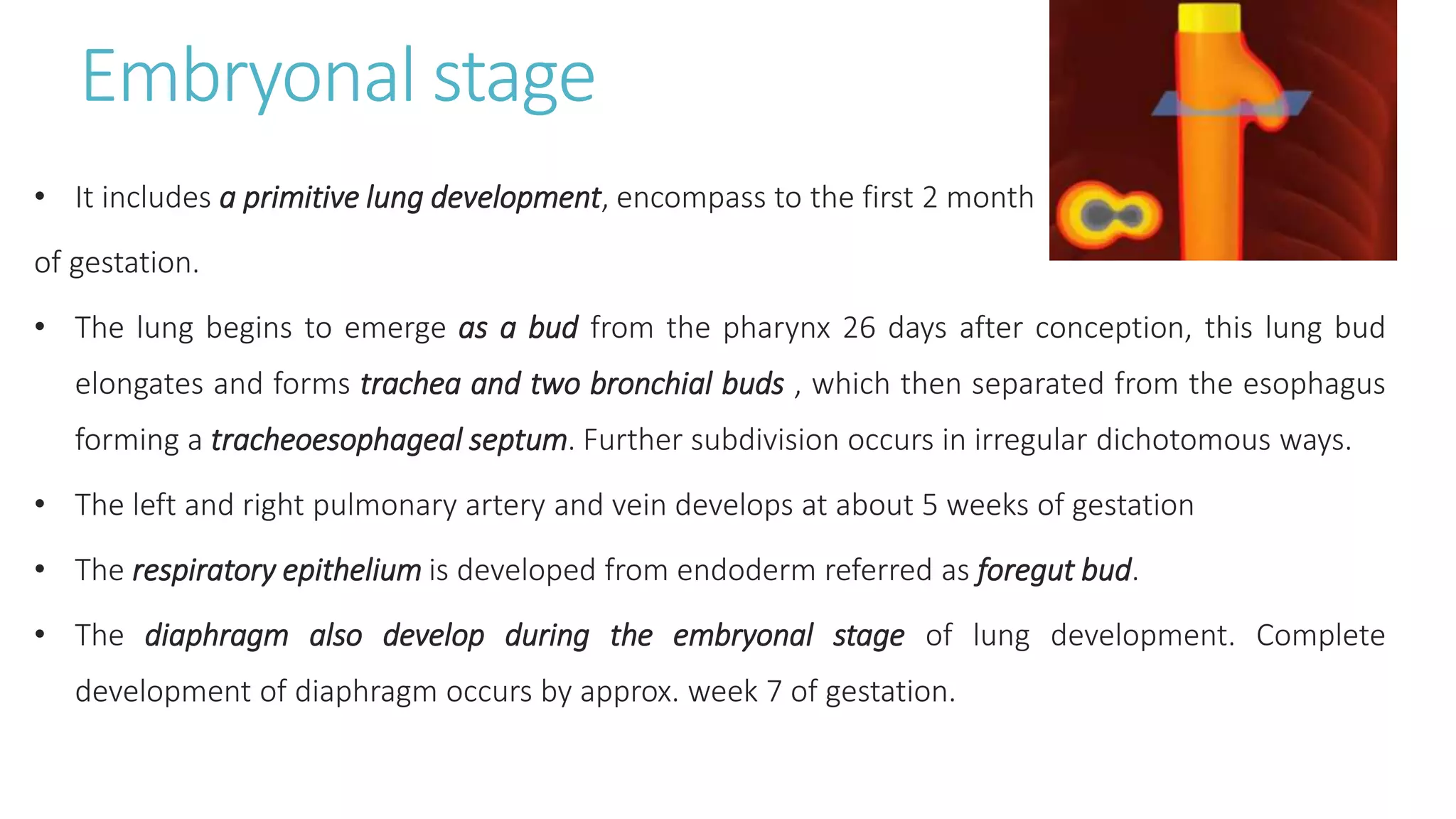 Chapter 1 fetal lung development | PPTX