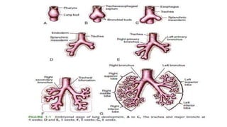 Chapter 1 fetal lung development | PPTX