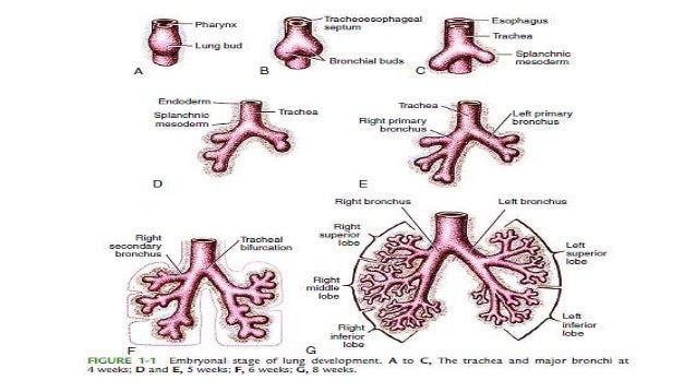 Chapter 1 fetal lung development