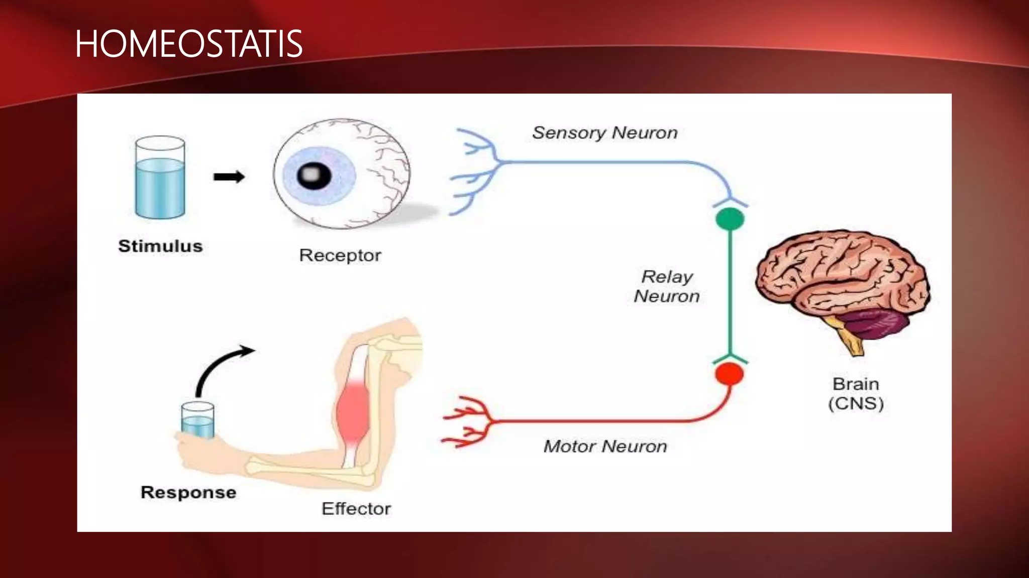 Chapter 1 homeostasis | PPTX